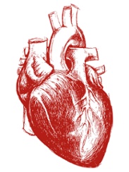 » How does Sleep Apnea Affect the Heart?